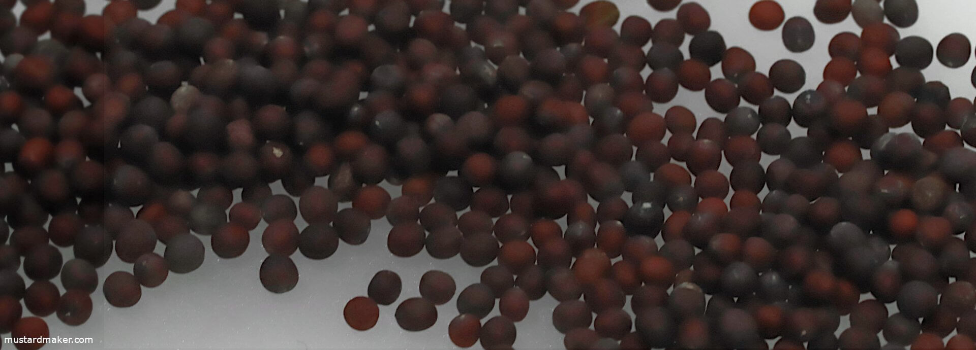 Mustard types – Mustard Maker Mustard types – Mustard Maker